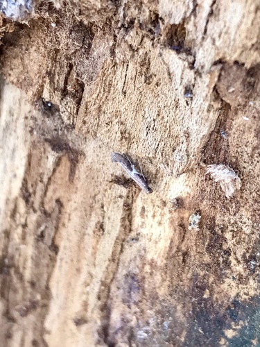 Observations by gonodactylus · iNaturalist