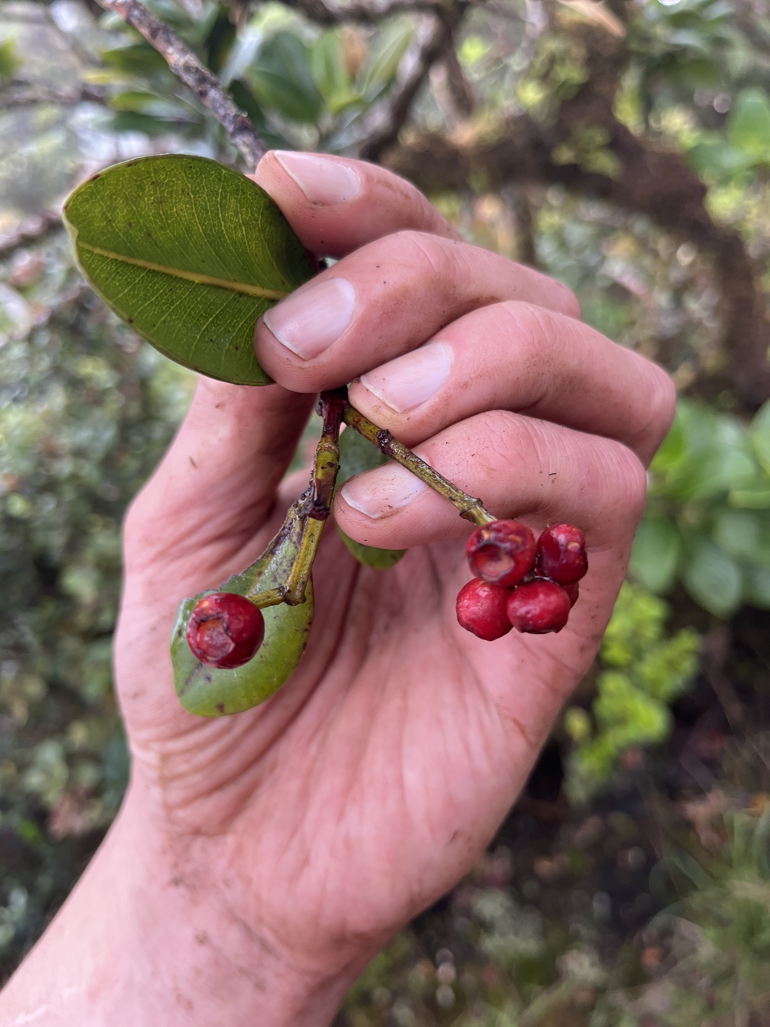 Syzygium sandwicense (A.Gray) Nied.