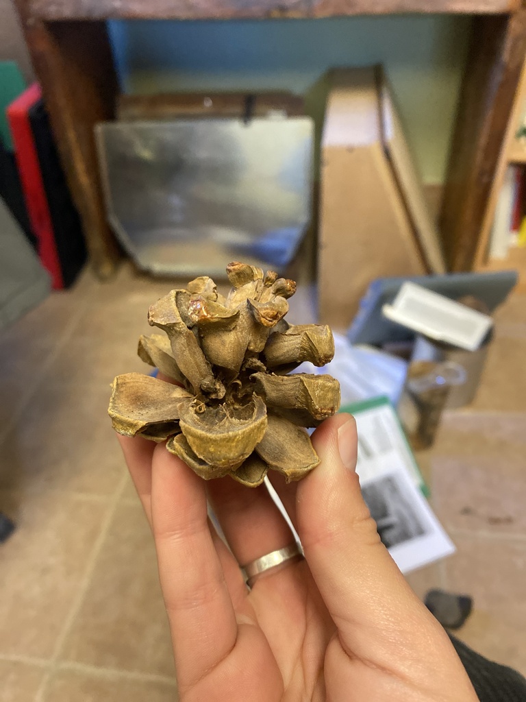 singleleaf pinyon from San Bernardino National Forest, Mountain Center ...