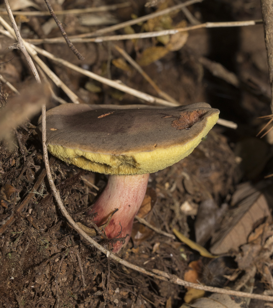 Boletus loyita in March 2023 by Pablo Silva · iNaturalist