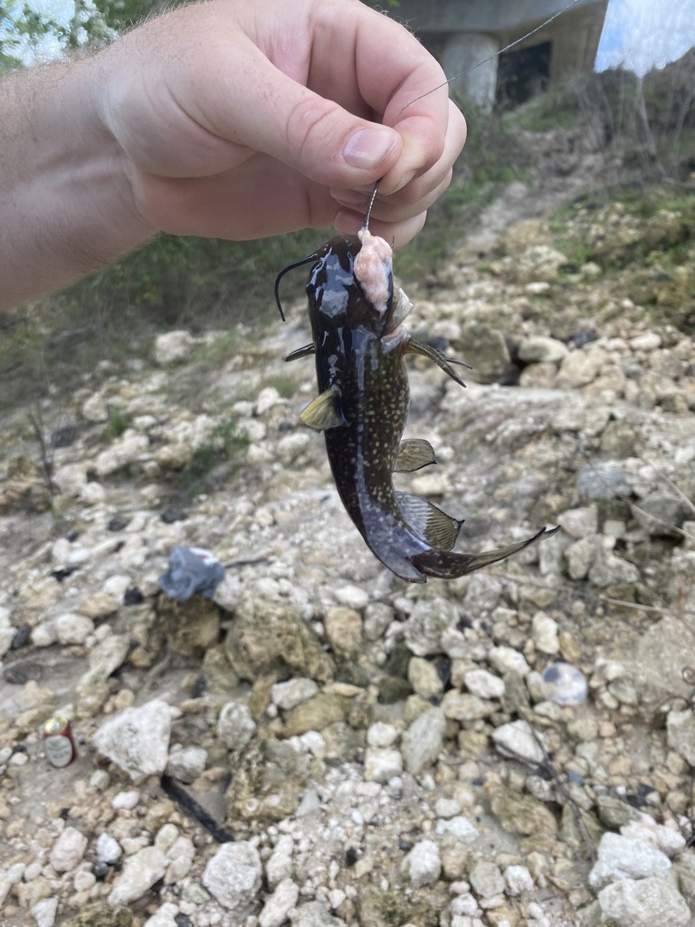 Spotted Bullhead in March 2023 by jward20 · iNaturalist