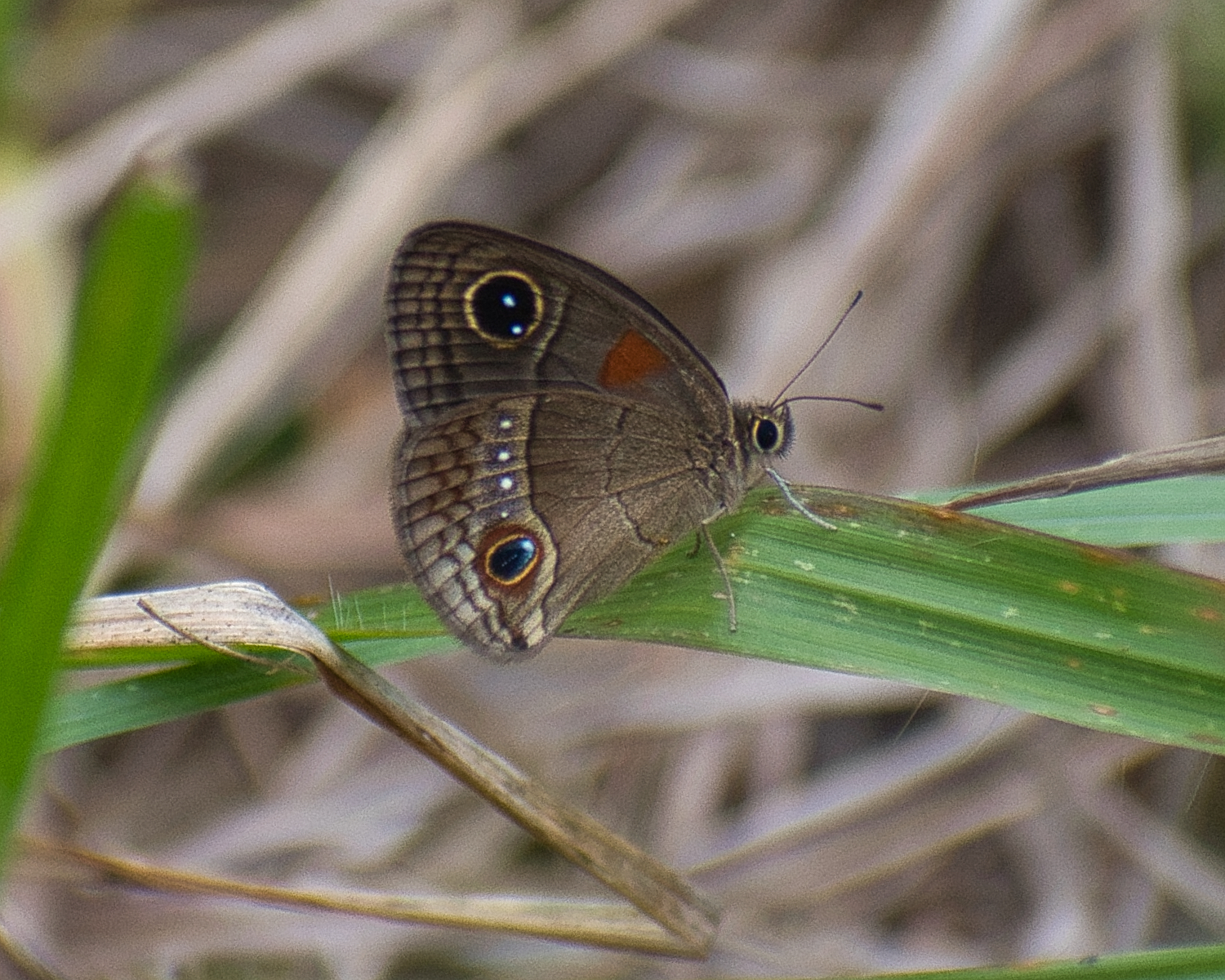 Calisto herophile Hübner, 1823