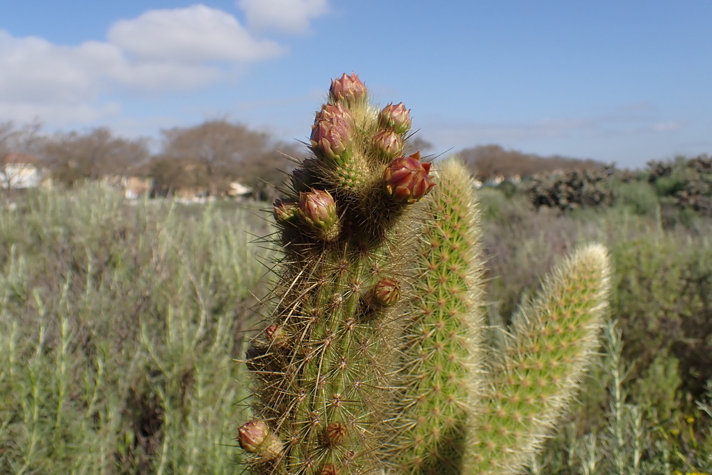 Golden-spined Cereus in March 2023 by nathantay · iNaturalist