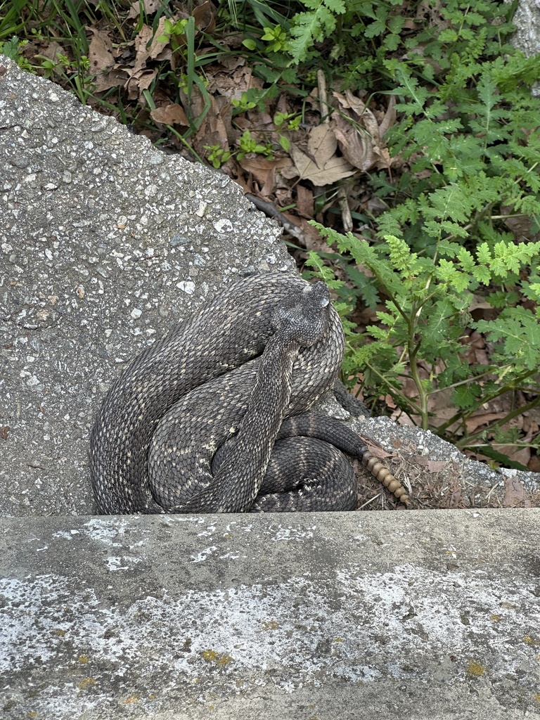 Southern Pacific Rattlesnake from N Arroyo Blvd, Pasadena, CA, US on ...