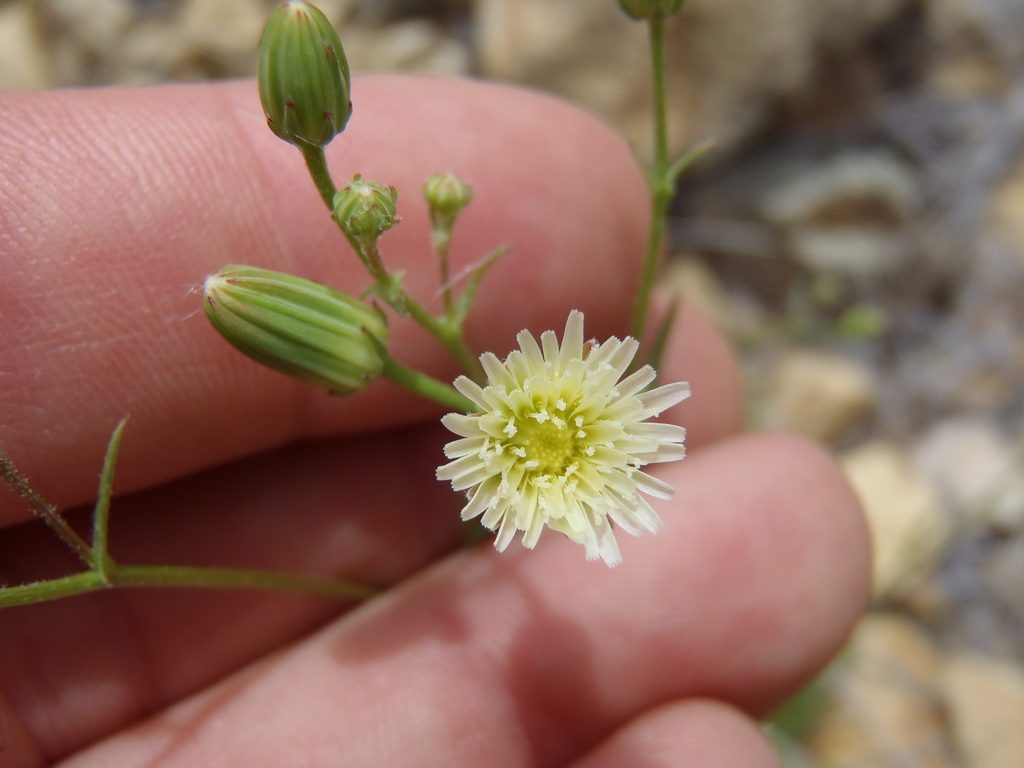 Stebbins' Desertdandelion from Pima County, AZ, USA on March 30, 2019 ...