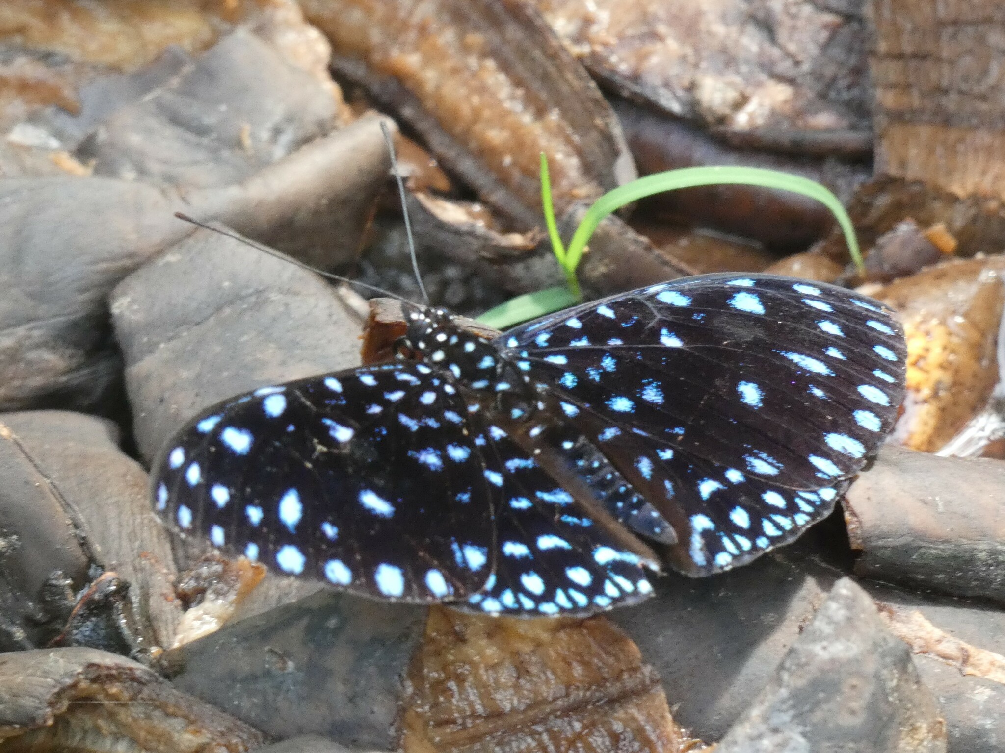 Hamadryas laodamia (Cramer, 1777)