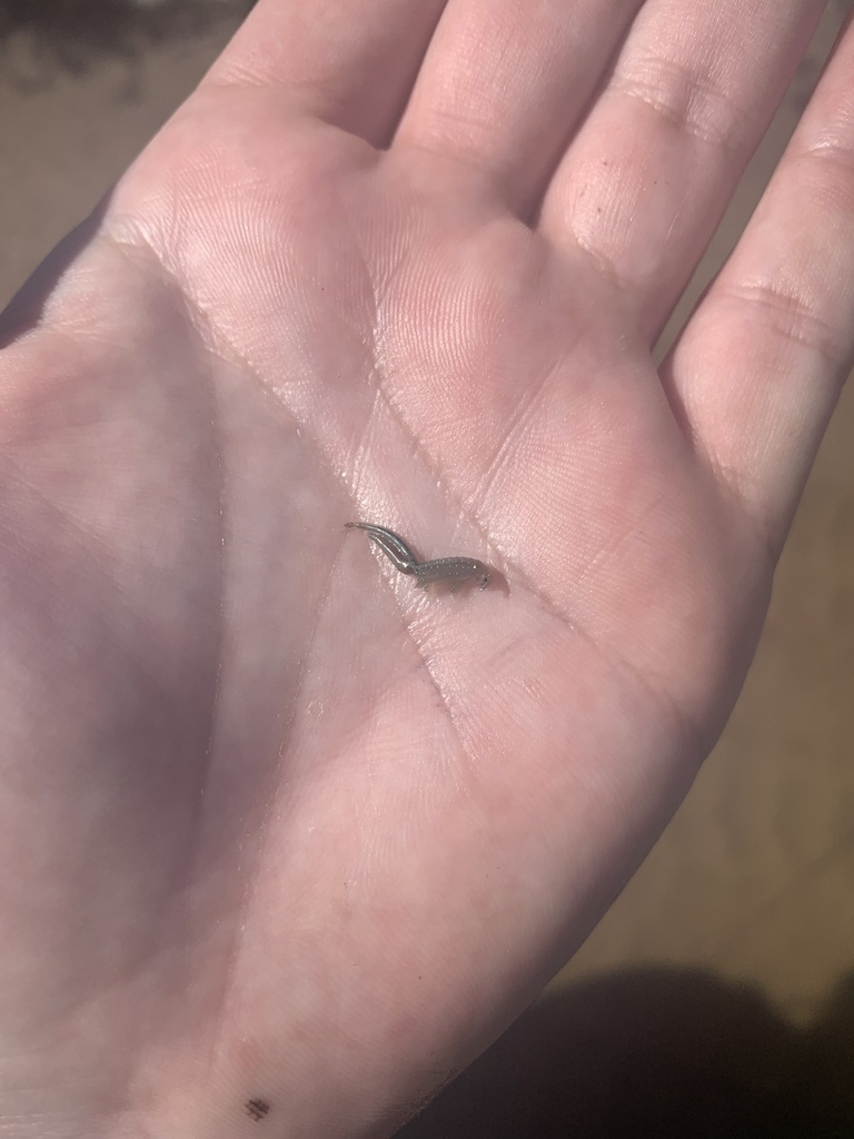 Crustaceans from Fillmore, CA, US on March 25, 2023 at 02:05 PM by ...