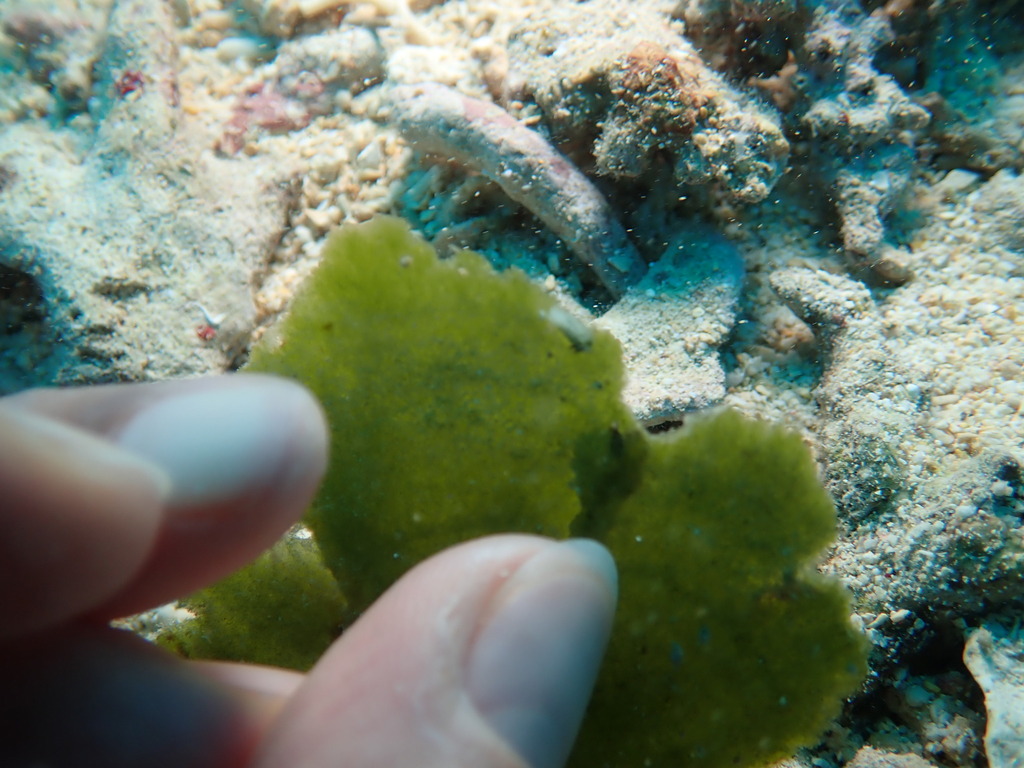 little leaf-sheep from Okinawa, Japan on March 18, 2023 at 03:54 PM by ...
