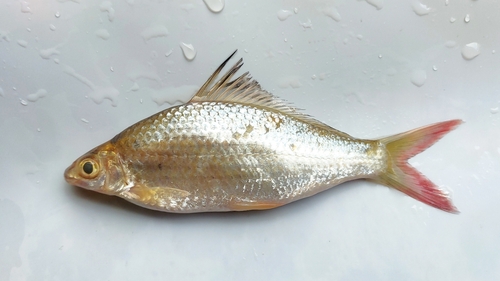 Labiobarbus leptocheilus · iNaturalist