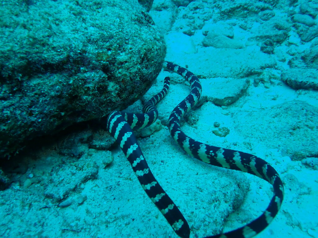 Ijima's Sea Snake from Okinawa, Japan on March 18, 2023 at 08:11 PM by ...