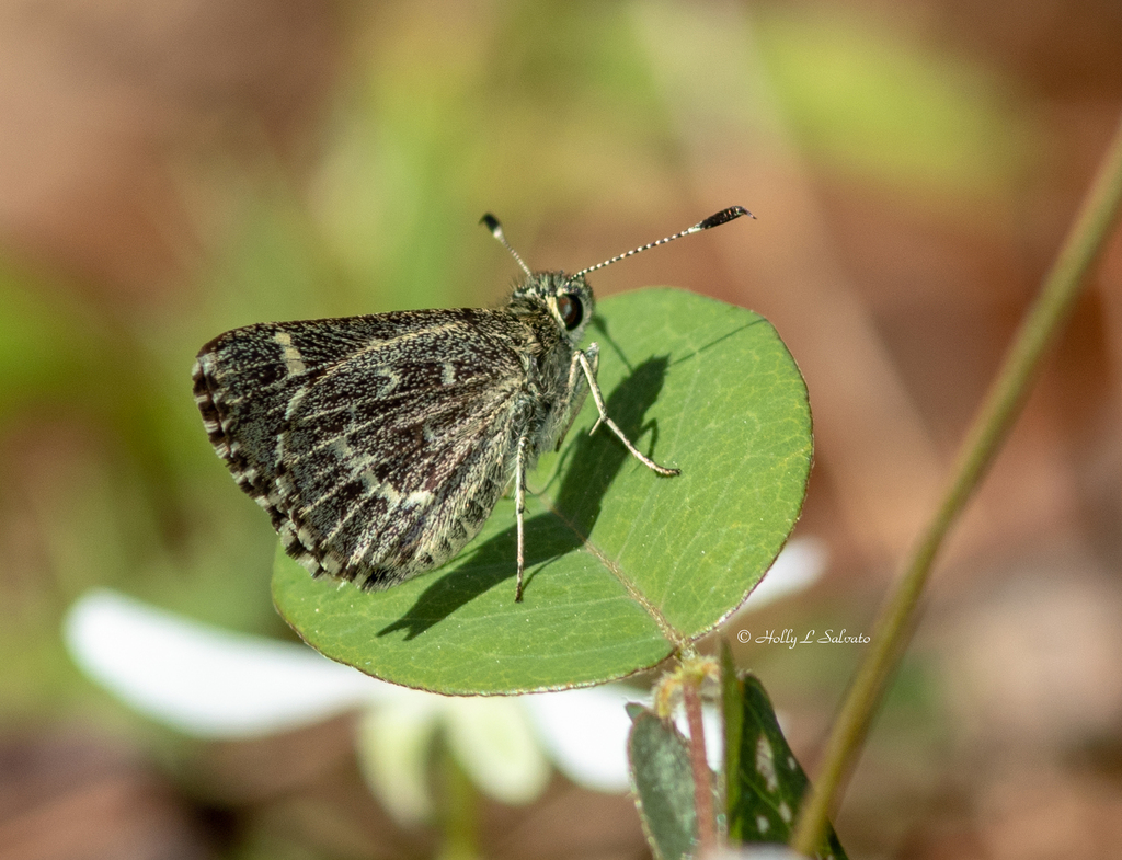 Pepper and Salt Skipper from Liberty County, FL, USA on March 23, 2023 ...
