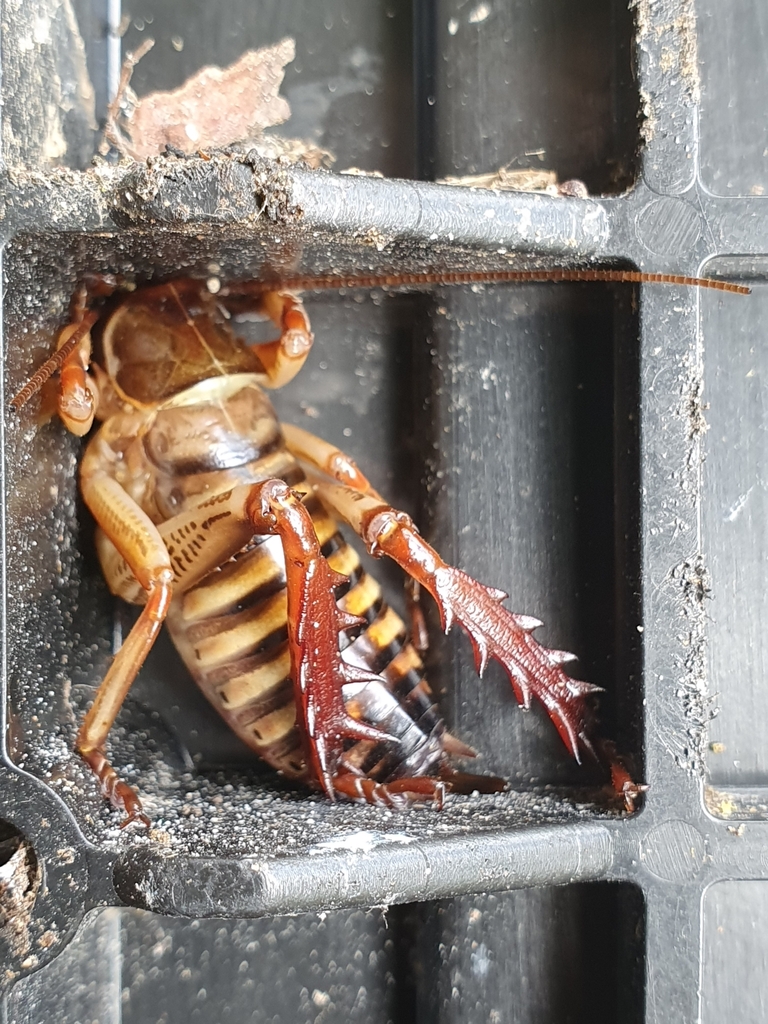 Wellington Tree Wētā from Wellington 6035, New Zealand on March 26 ...