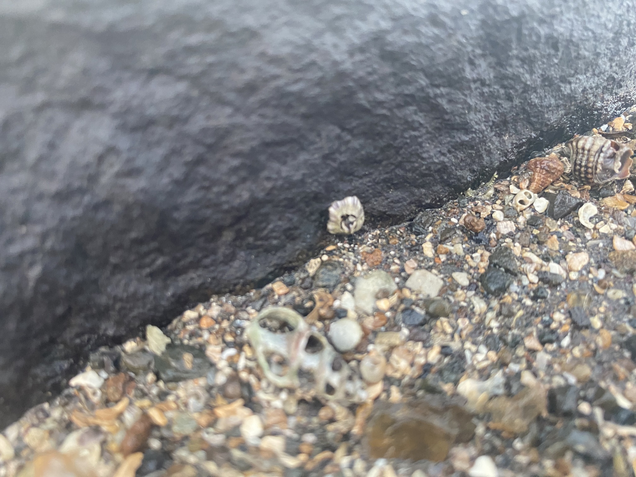 Amphibalanus amphitrite (Darwin, 1854)