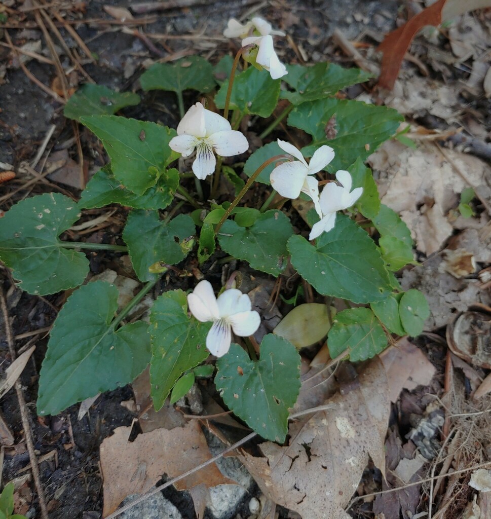 eastern American blue violets from Druid Hills, GA, USA on March 25 ...