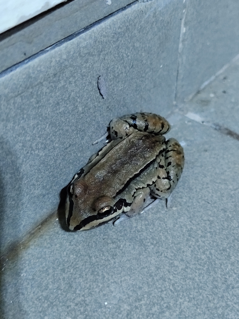 Mustached Frog from San Nicolás, Provincia de Buenos Aires, Argentina ...