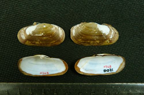 Almeja (Tagelus peruanus)