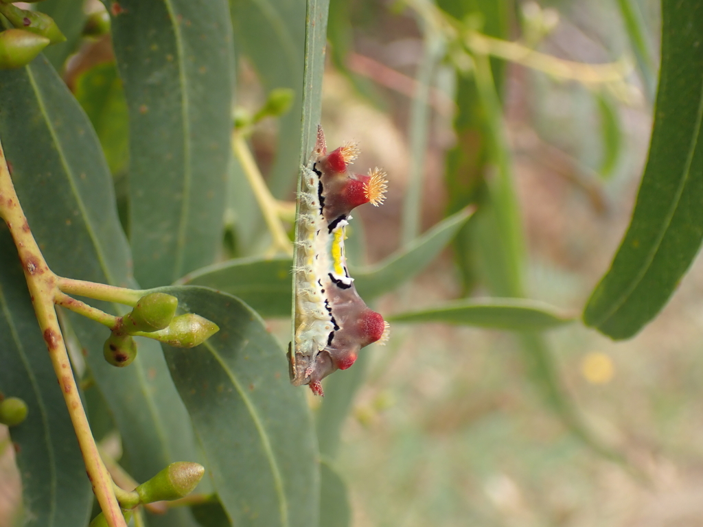 Mottled Cup Moth from Tyabb Foreshore Reserve on March 26, 2023 at 10: ...