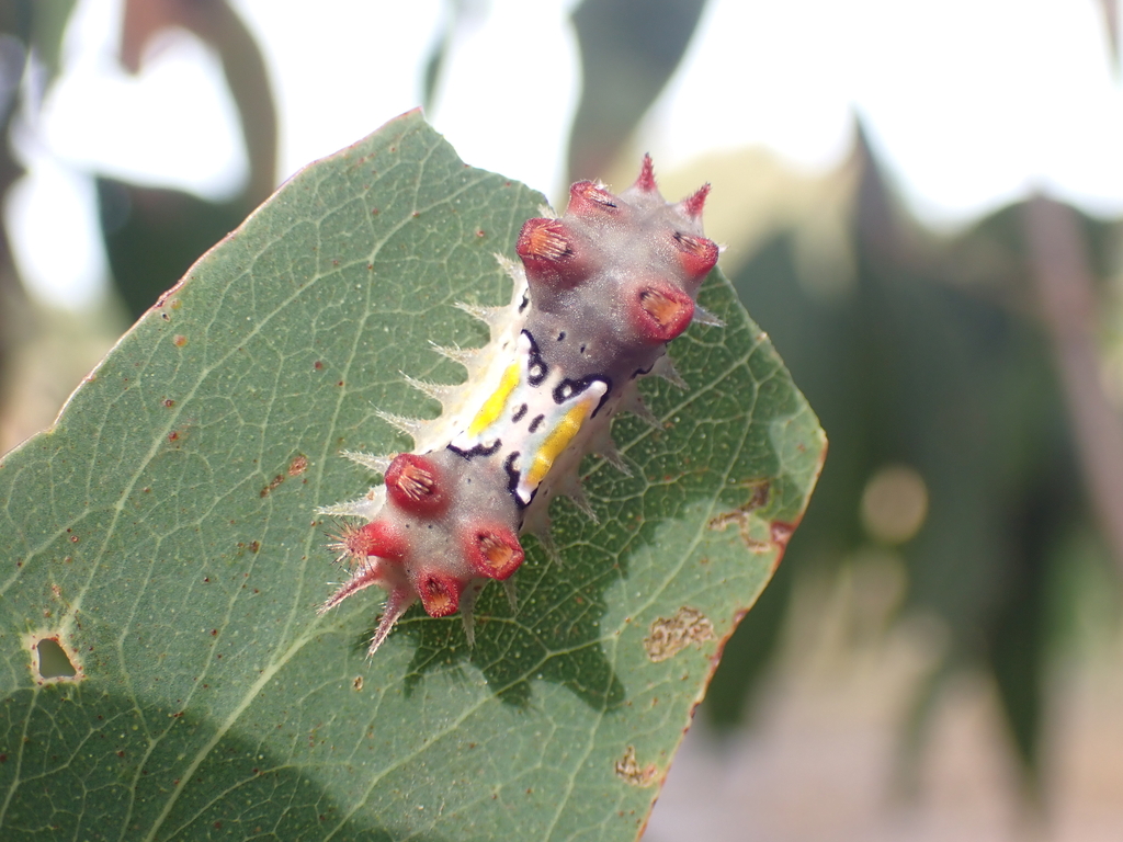 Mottled Cup Moth from Tyabb VIC 3913, Australia on March 26, 2023 at 11 ...