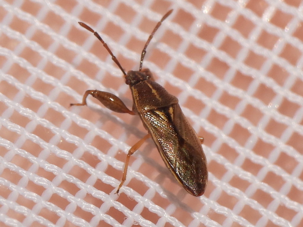Pachygronthidae