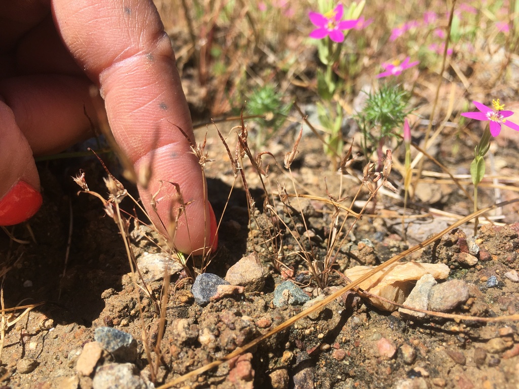 finger rush in June 2022 by Angela Pai · iNaturalist