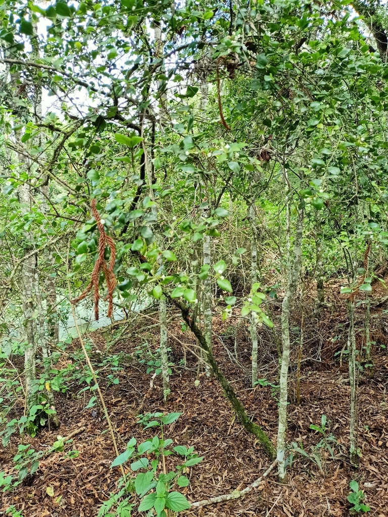 conkerberry from Kilkivan, AU-QL, AU on March 26, 2023 at 10:45 AM by ...