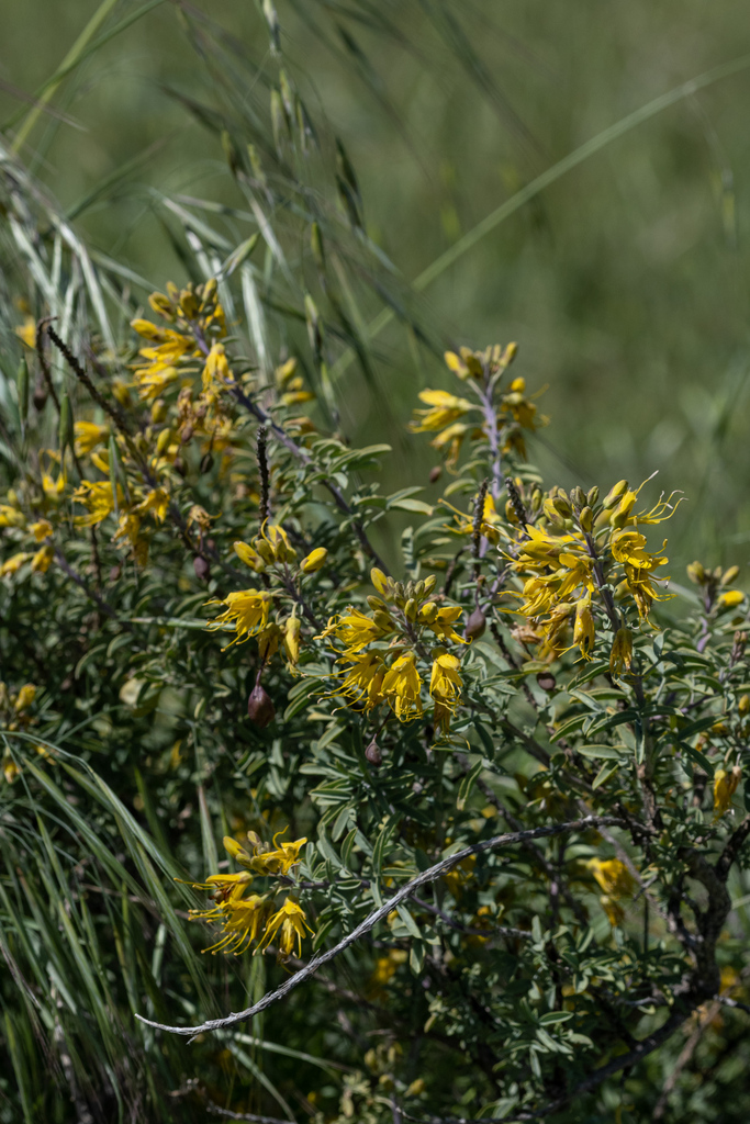 Bladderpod from San Diego County, CA, USA on March 25, 2023 at 11:45 AM ...