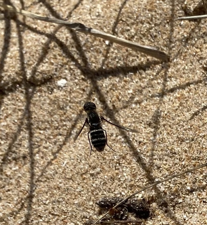 Bee Flies from Gunnamatta Ocean Beach, Cape Schanck, VIC, AU on March ...