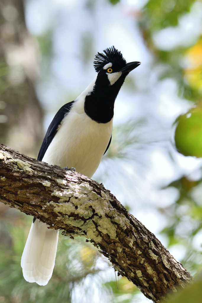 Tufted Jay from Concordia, Sin., México on March 20, 2023 at 11:46 AM ...