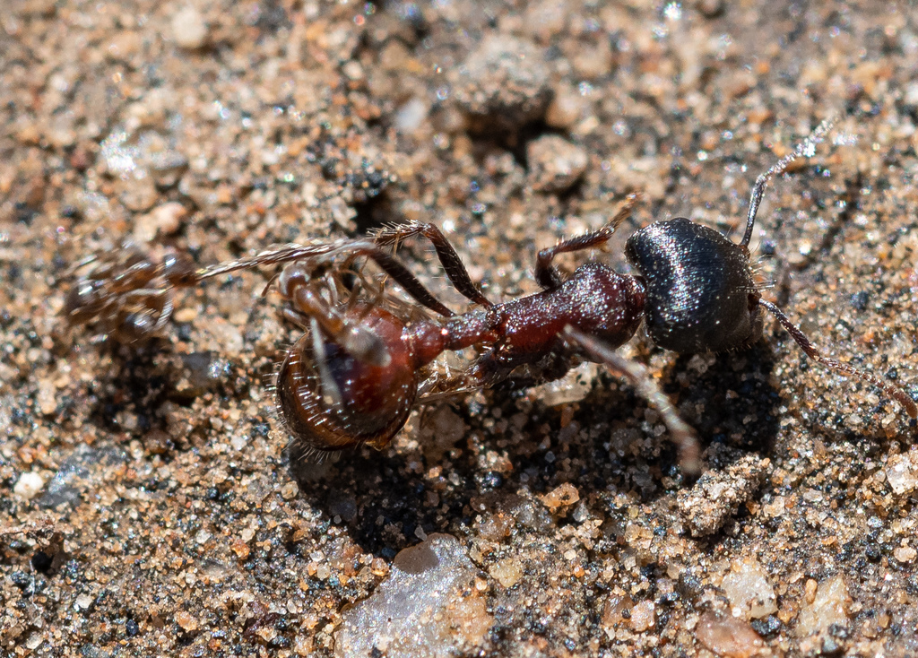 Argentine Ant from San Diego County, CA, USA on March 25, 2023 at 11:53 ...