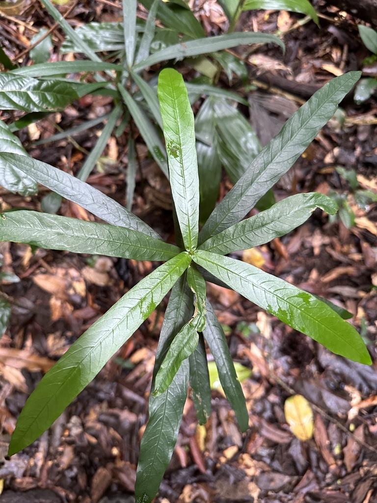 narrow-leaved gardenia from Booyong Flora Reserve, Booyong, NSW, AU on ...