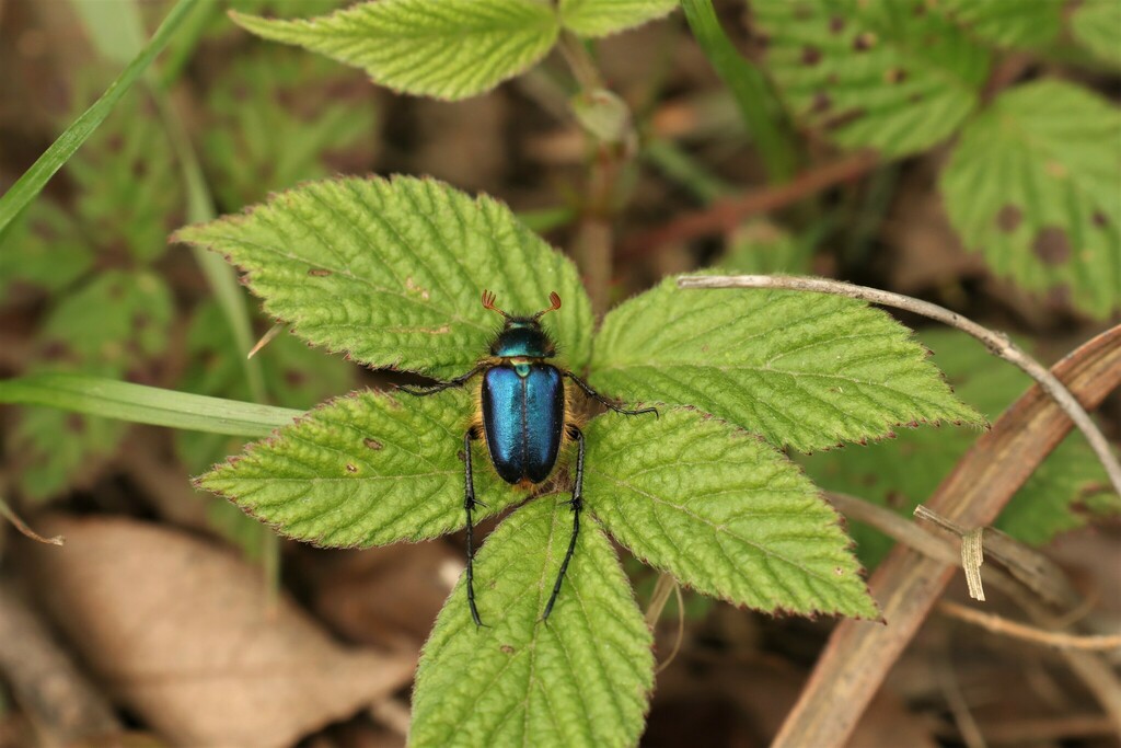 Amphicoma from 江西桃红岭自然保护区 on April 15, 2019 at 02:52 PM by pikasu ...