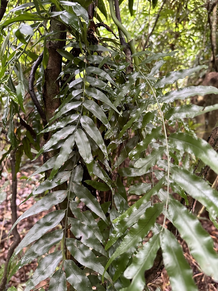ferns from Booyong Flora Reserve, Booyong, NSW, AU on March 26, 2023 at ...
