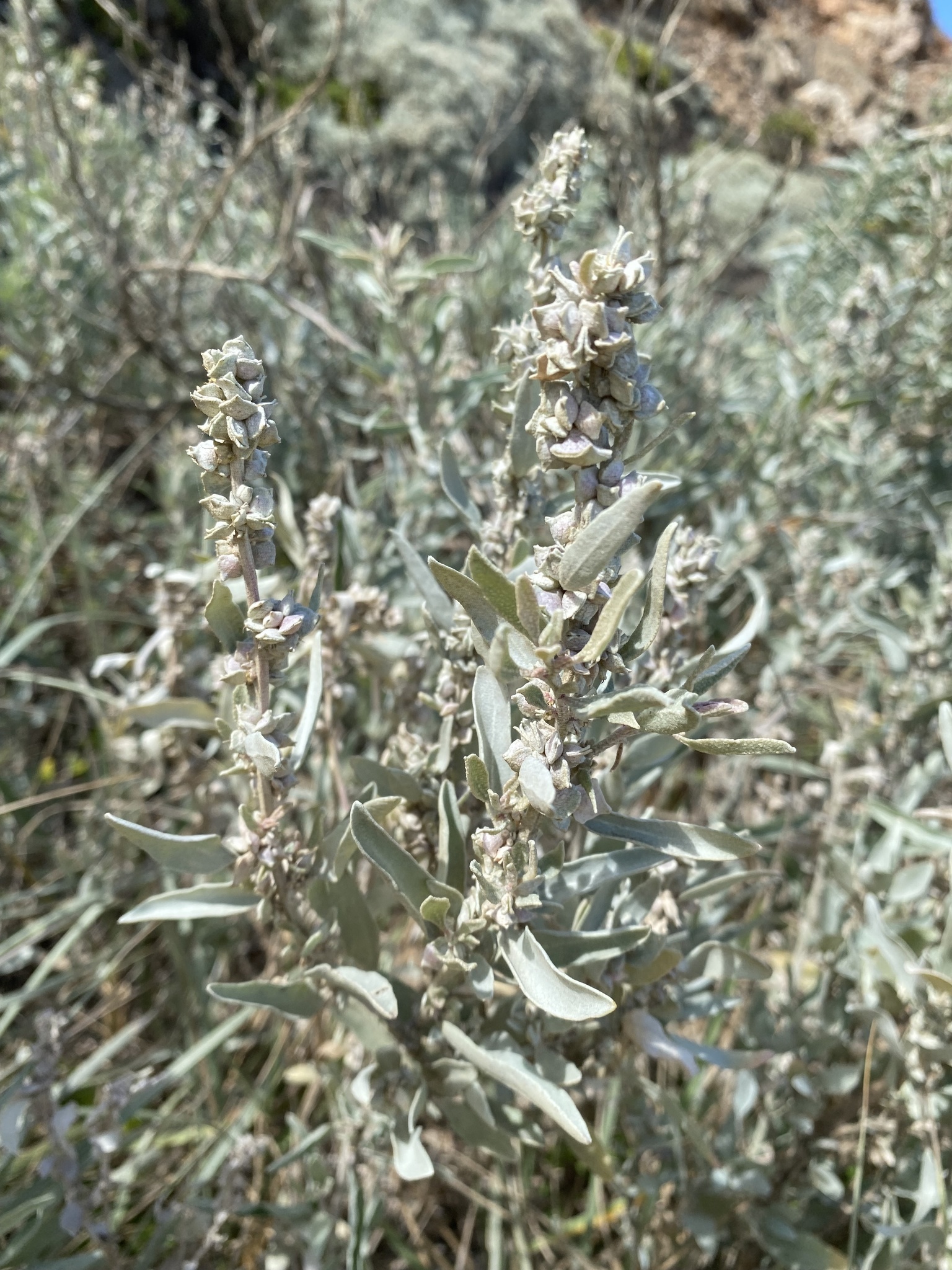 Atriplex cinerea Poir.
