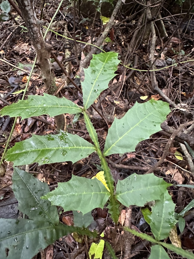 Harpullia alata from Booyong Flora Reserve, Booyong, NSW, AU on March ...