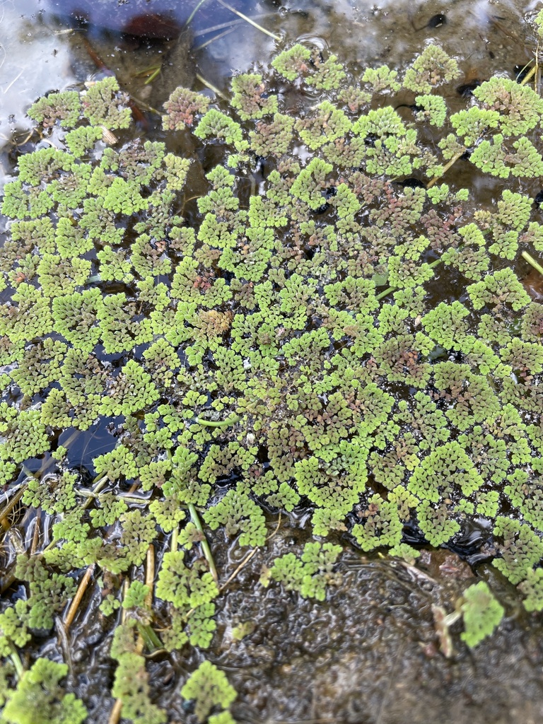 Feathered Mosquito Fern from Arenal Volcano National Park, San Carlos ...