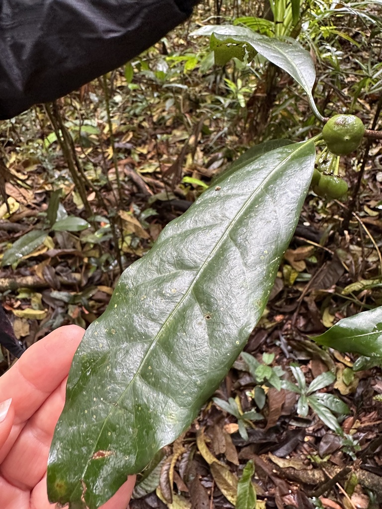 Something from Booyong Flora Reserve, Booyong, NSW, AU on March 26 ...