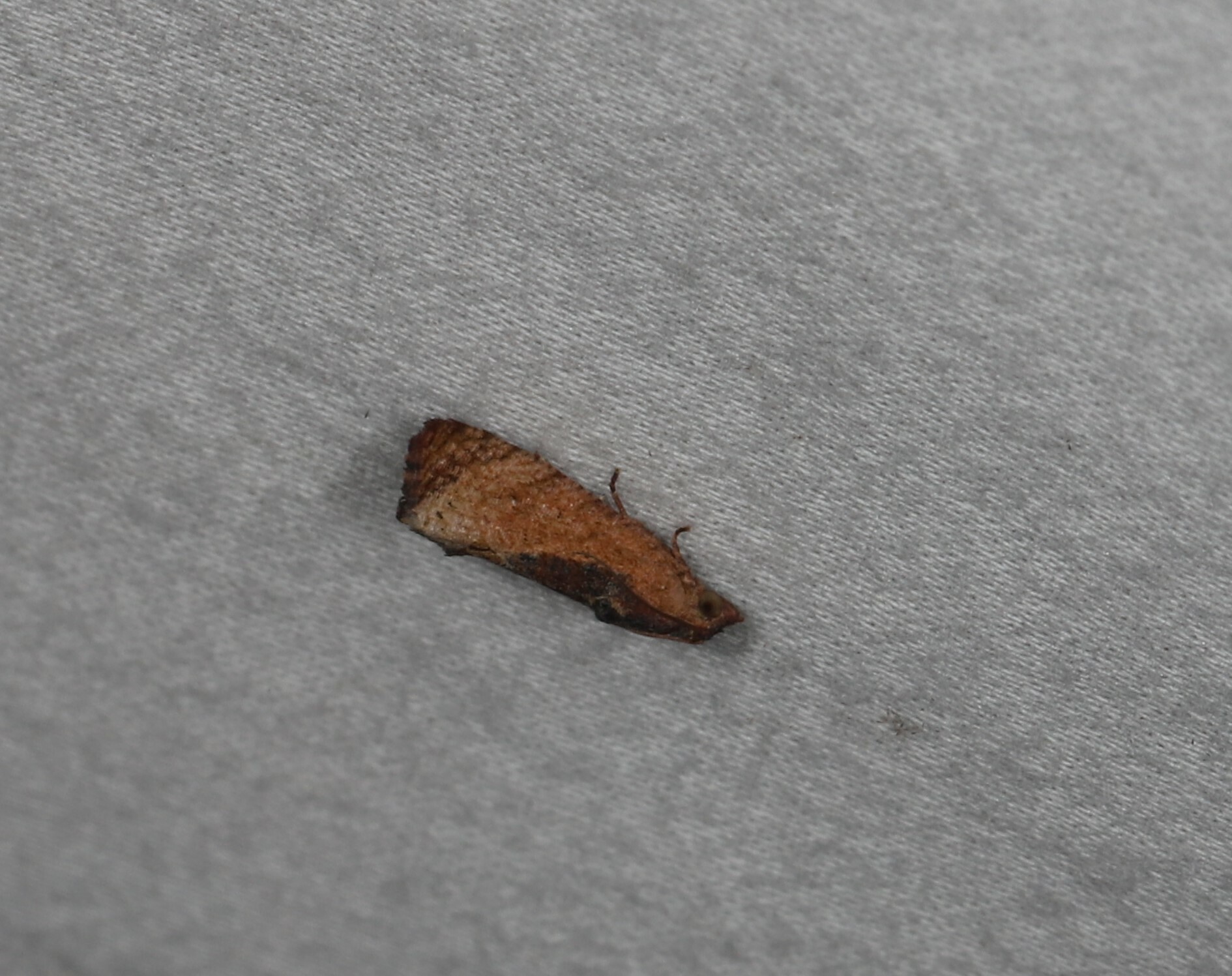 Cryptophlebia ombrodelta (Lower, 1898)