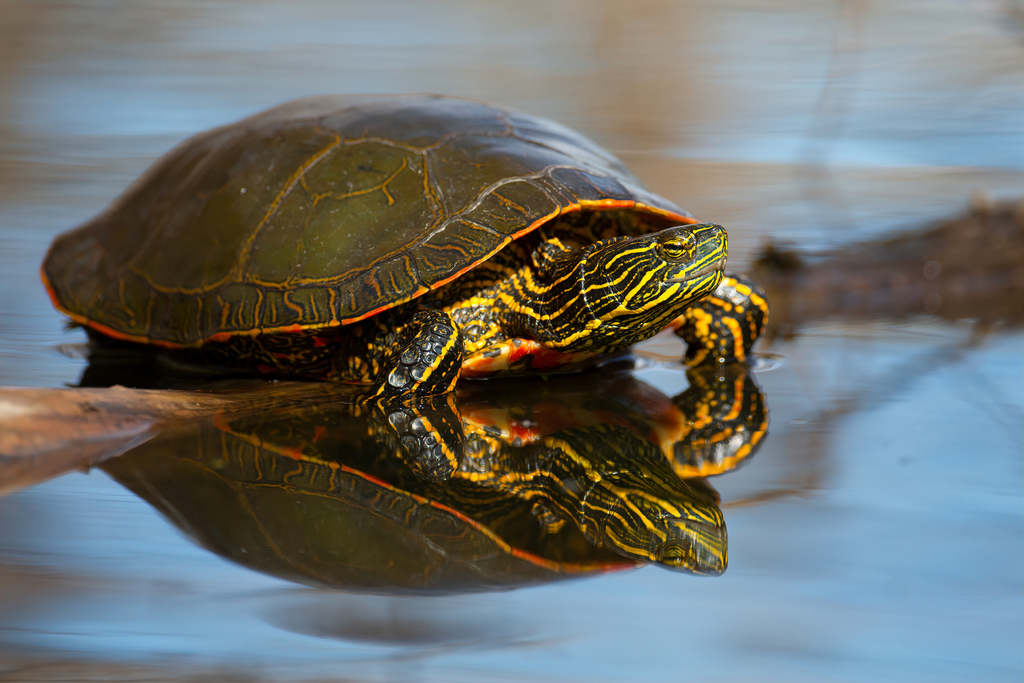 Western Painted Turtle from Cache County, UT, USA on April 24, 2020 at ...
