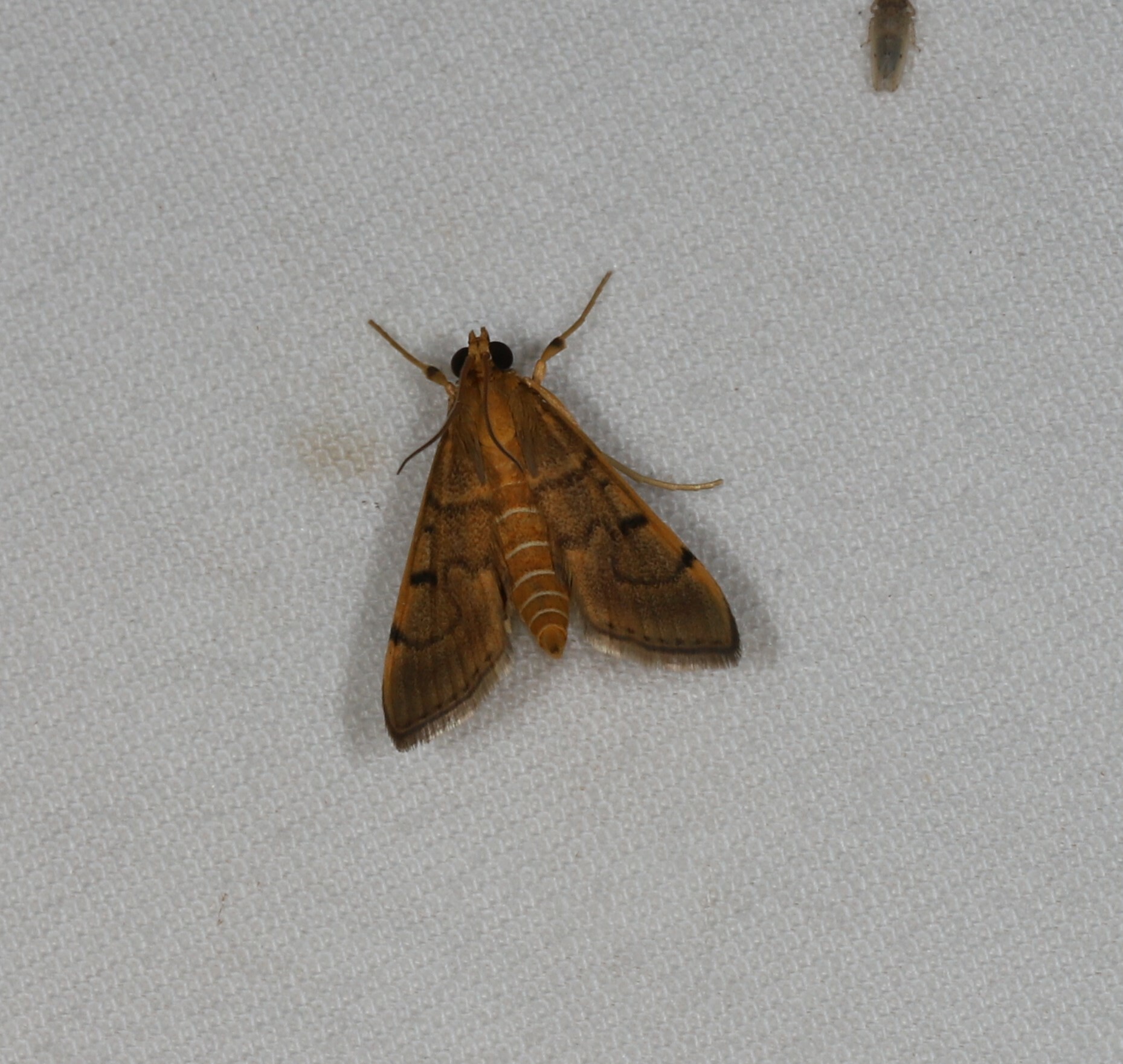 Omiodes indicata Fabricius, 1775