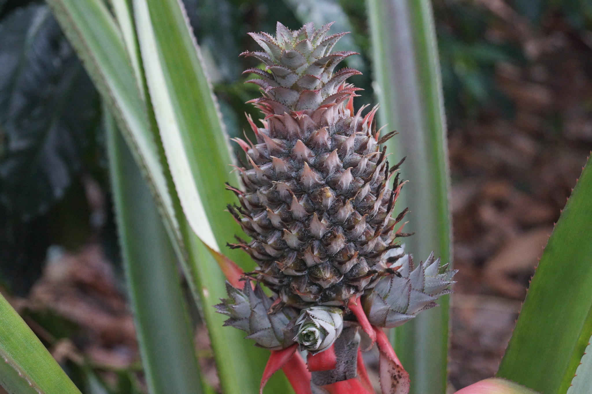 Ananas comosus (L.) Merr.