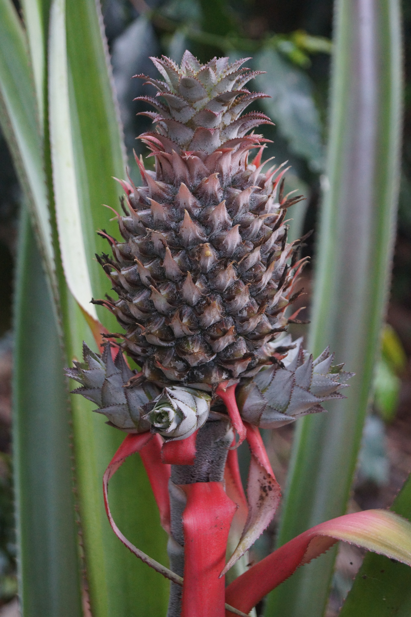 Ananas comosus (L.) Merr.