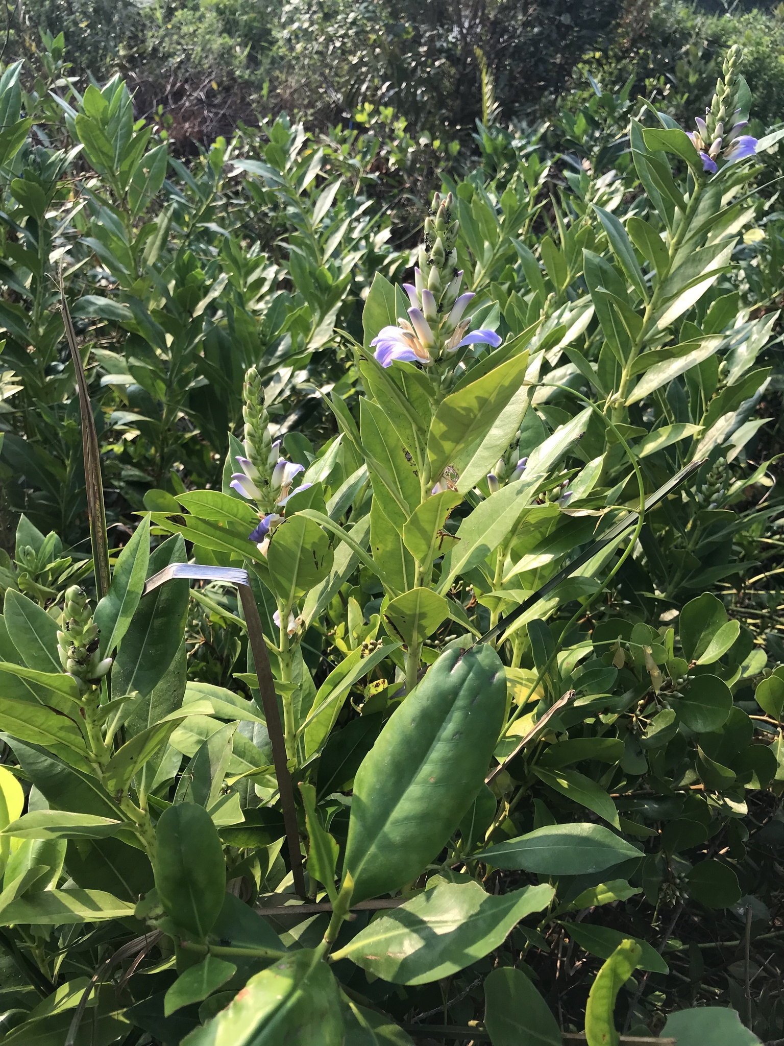 Acanthus ilicifolius L.