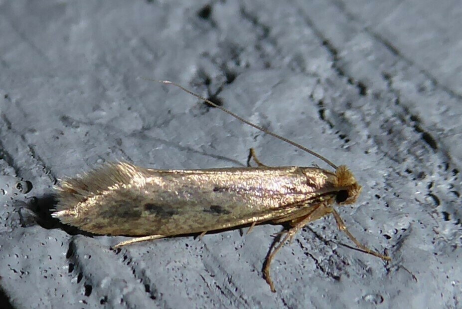 Large Pale Clothes Moth from Waikouaiti, New Zealand on March 22, 2023 ...