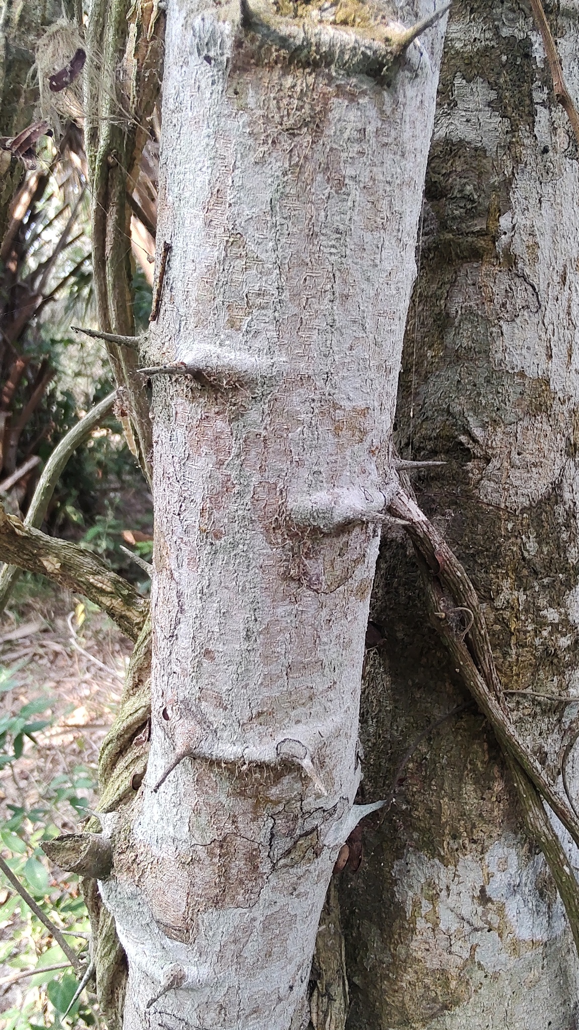 Pithecellobium lanceolatum (Humb. & Bonpl. ex Willd.) Benth.