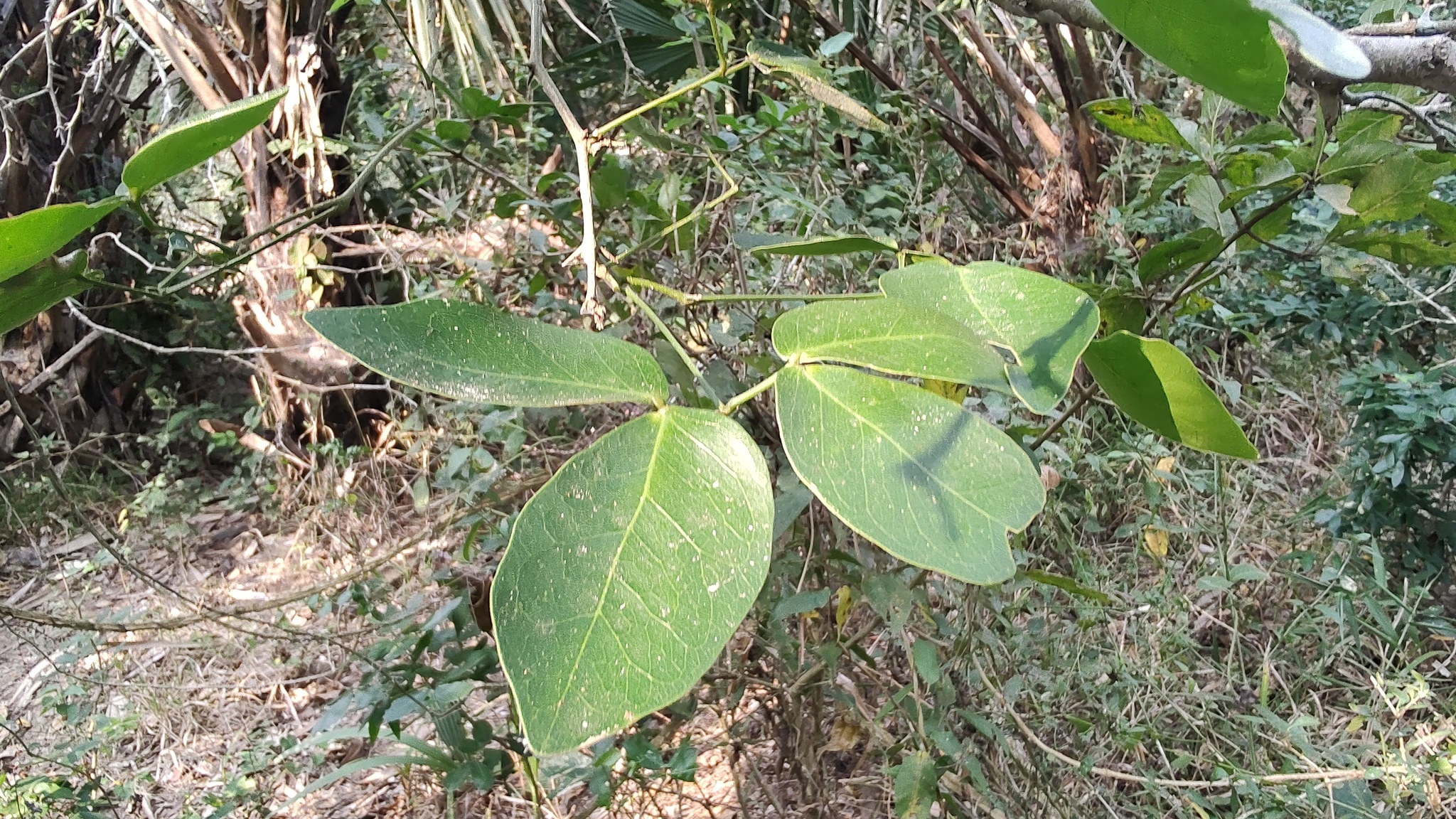 Pithecellobium lanceolatum (Humb. & Bonpl. ex Willd.) Benth.