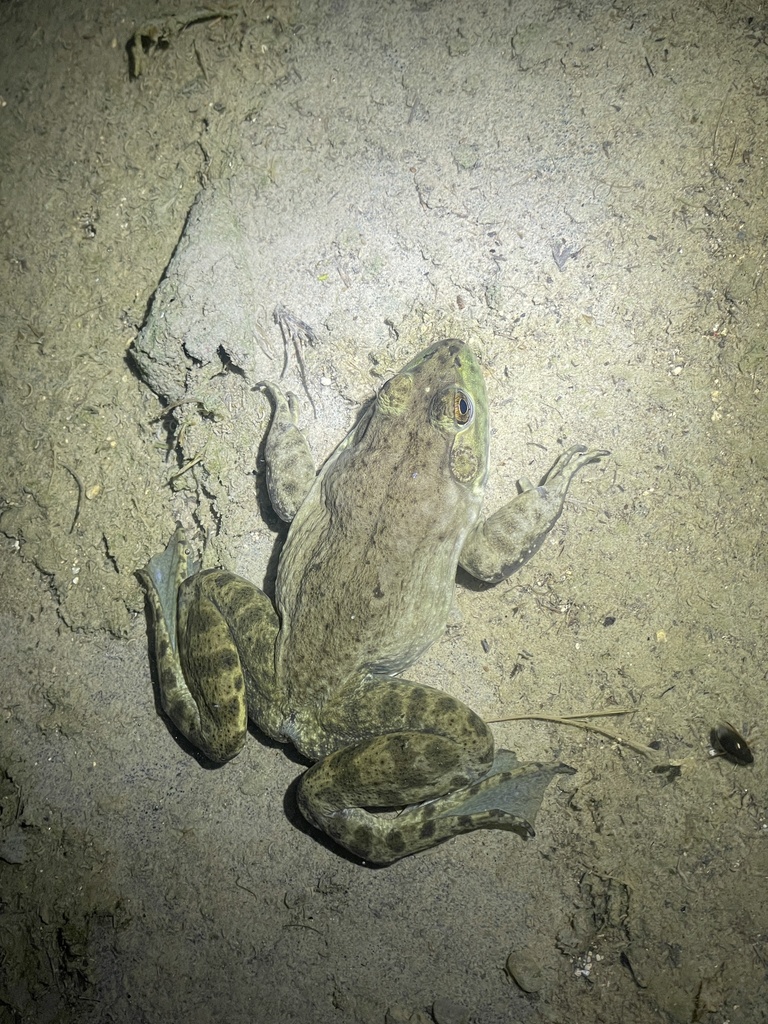 American Bullfrog from SW Eighth St, Cooper, TX, US on March 24, 2023 ...