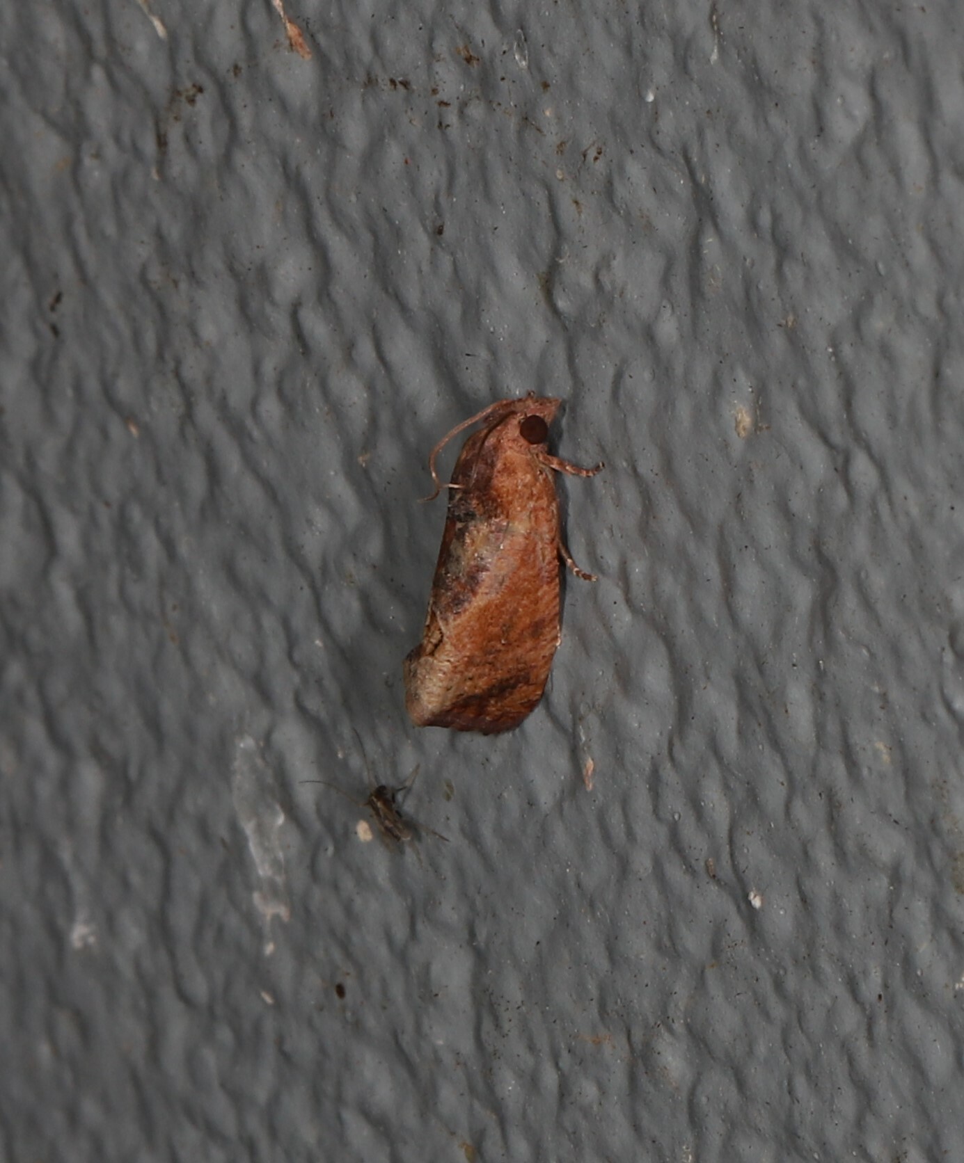 Cryptophlebia ombrodelta (Lower, 1898)