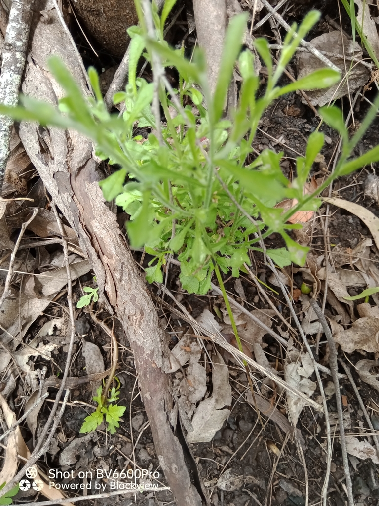 Vittadinia from Moorang QLD 4340, Australia on January 30, 2022 at 11: ...