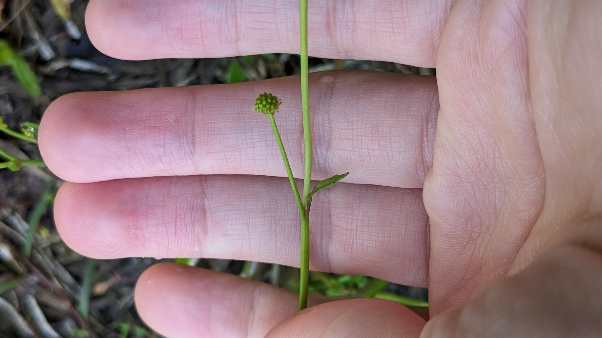 Ranunculus pusillus Poir.