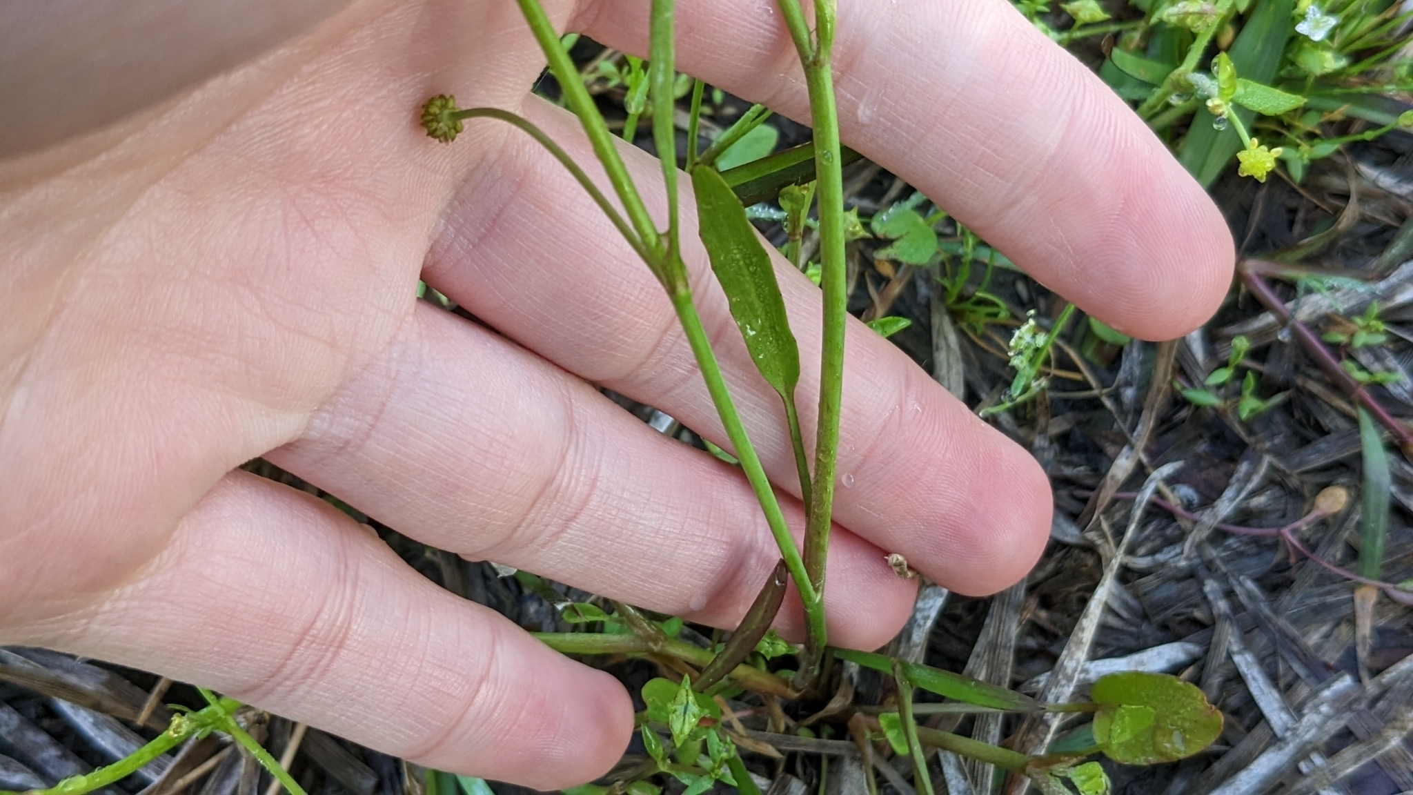Ranunculus pusillus Poir.